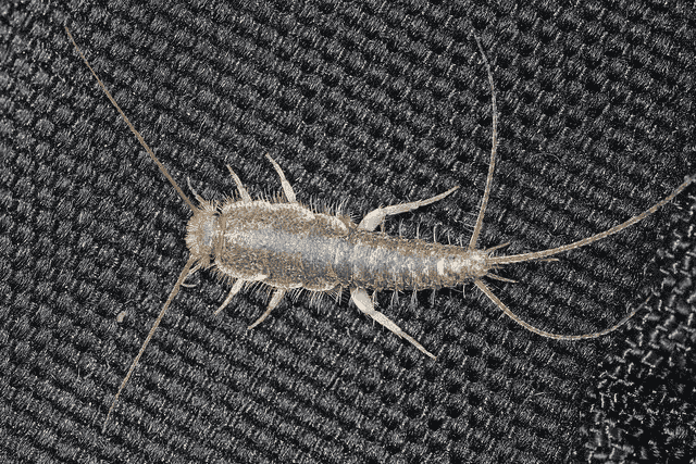 Your Guide on How to Get Rid of Silverfish